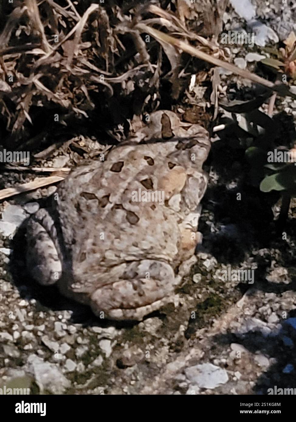 Southern Toad (Anaxyrus terrestris Stock Photo - Alamy