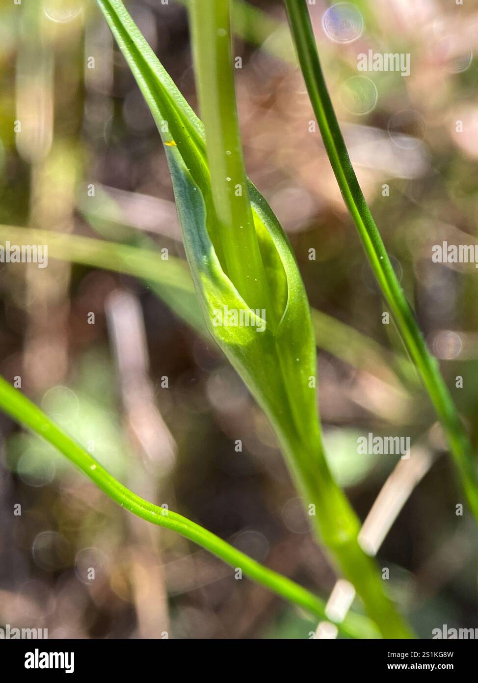 Early Nancy (Wurmbea dioica Stock Photo - Alamy