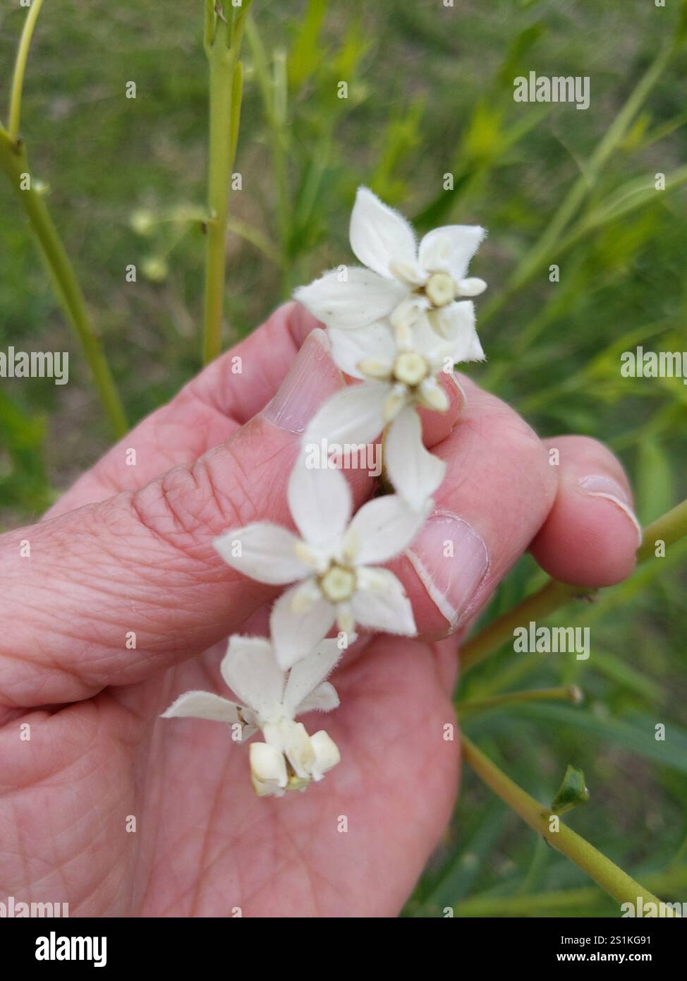 Narrow-leaf Cotton Bush (Gomphocarpus fruticosus Stock Photo - Alamy