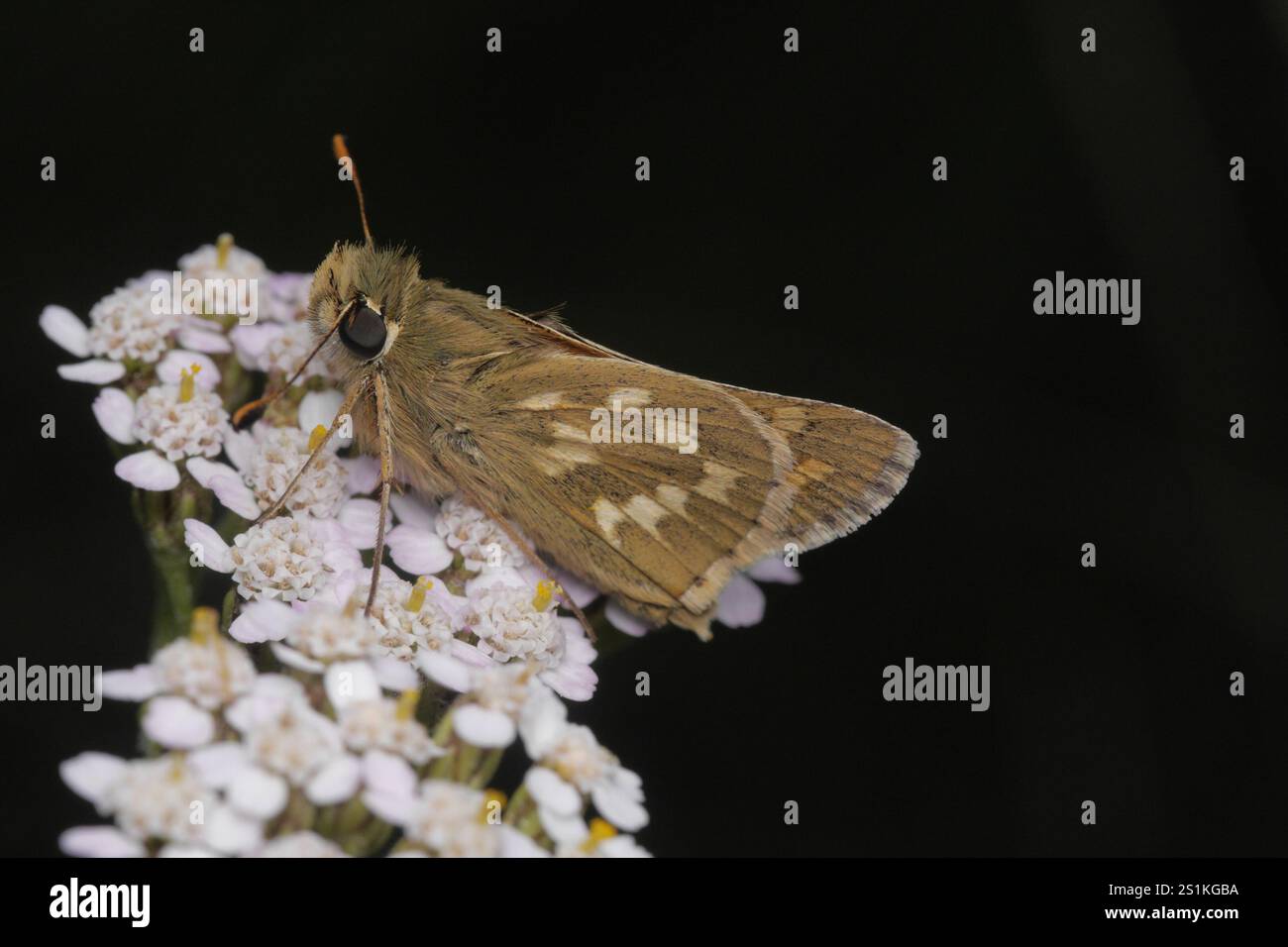 Common Branded Skipper (Hesperia comma Stock Photo - Alamy