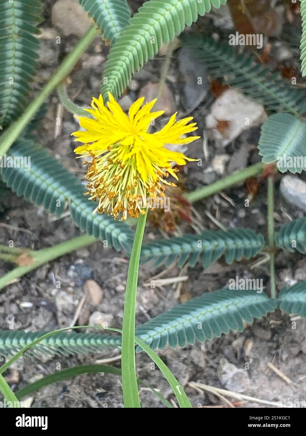 Tropical puff (Neptunia pubescens Stock Photo - Alamy