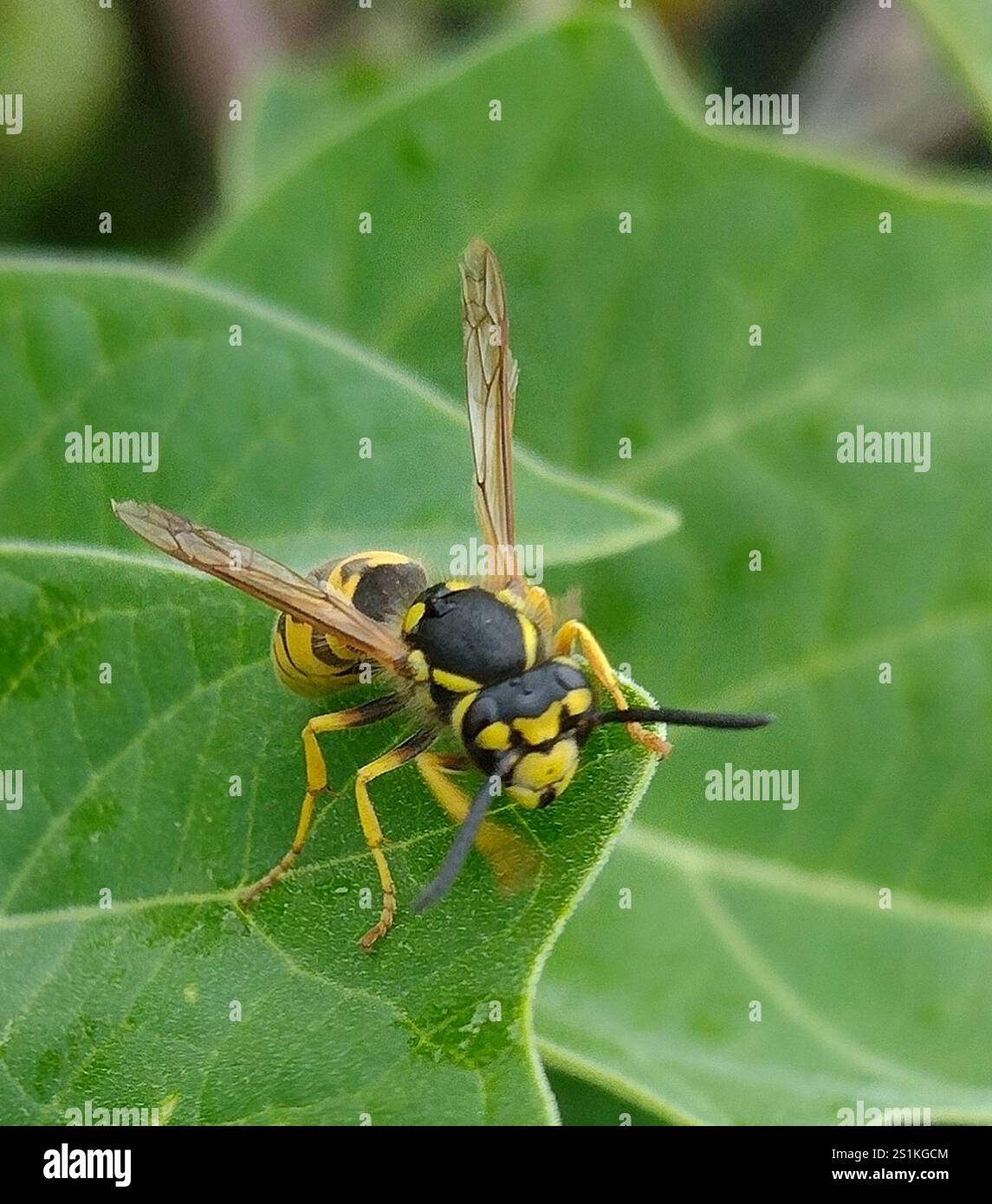 Ground Yellowjackets (Vespula Stock Photo - Alamy