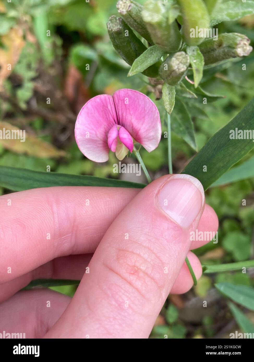 Narrow-leaved Everlasting-pea (Lathyrus sylvestris Stock Photo - Alamy