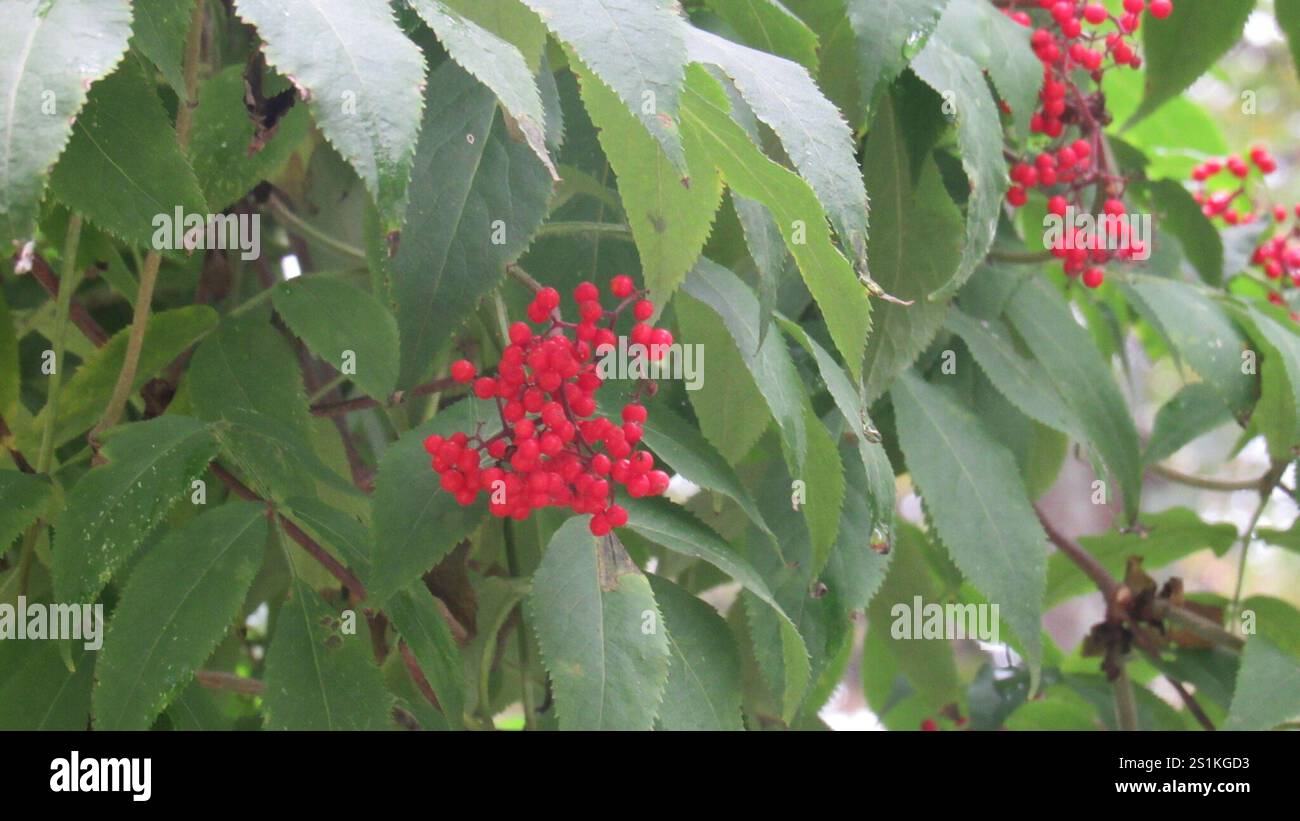 red-berried elder (Sambucus racemosa Stock Photo - Alamy