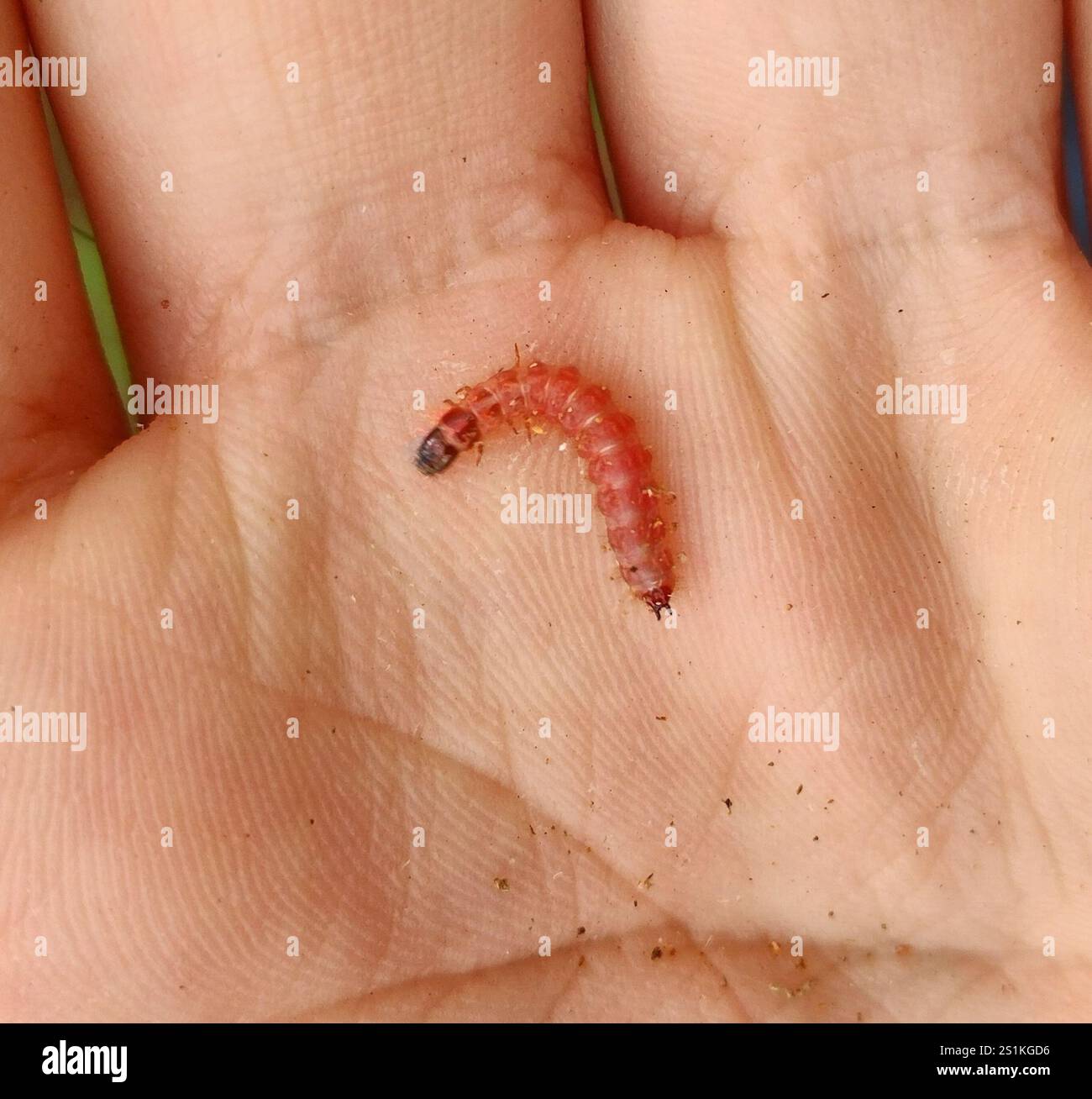 European Red-bellied Clerid (Thanasimus formicarius Stock Photo - Alamy