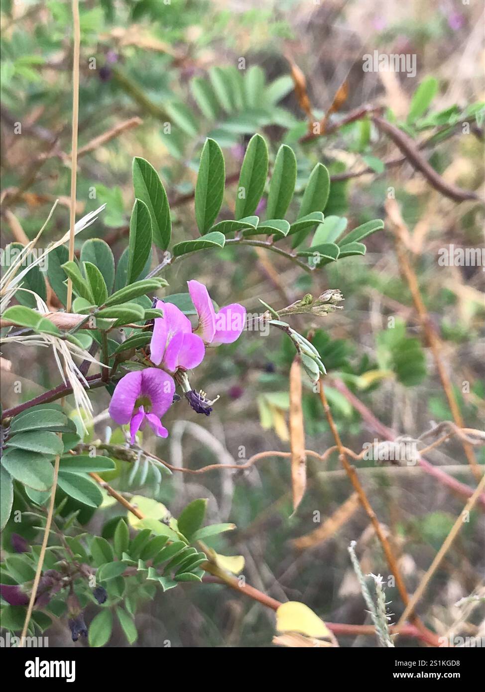 Purple Hoarypea (Tephrosia purpurea Stock Photo - Alamy