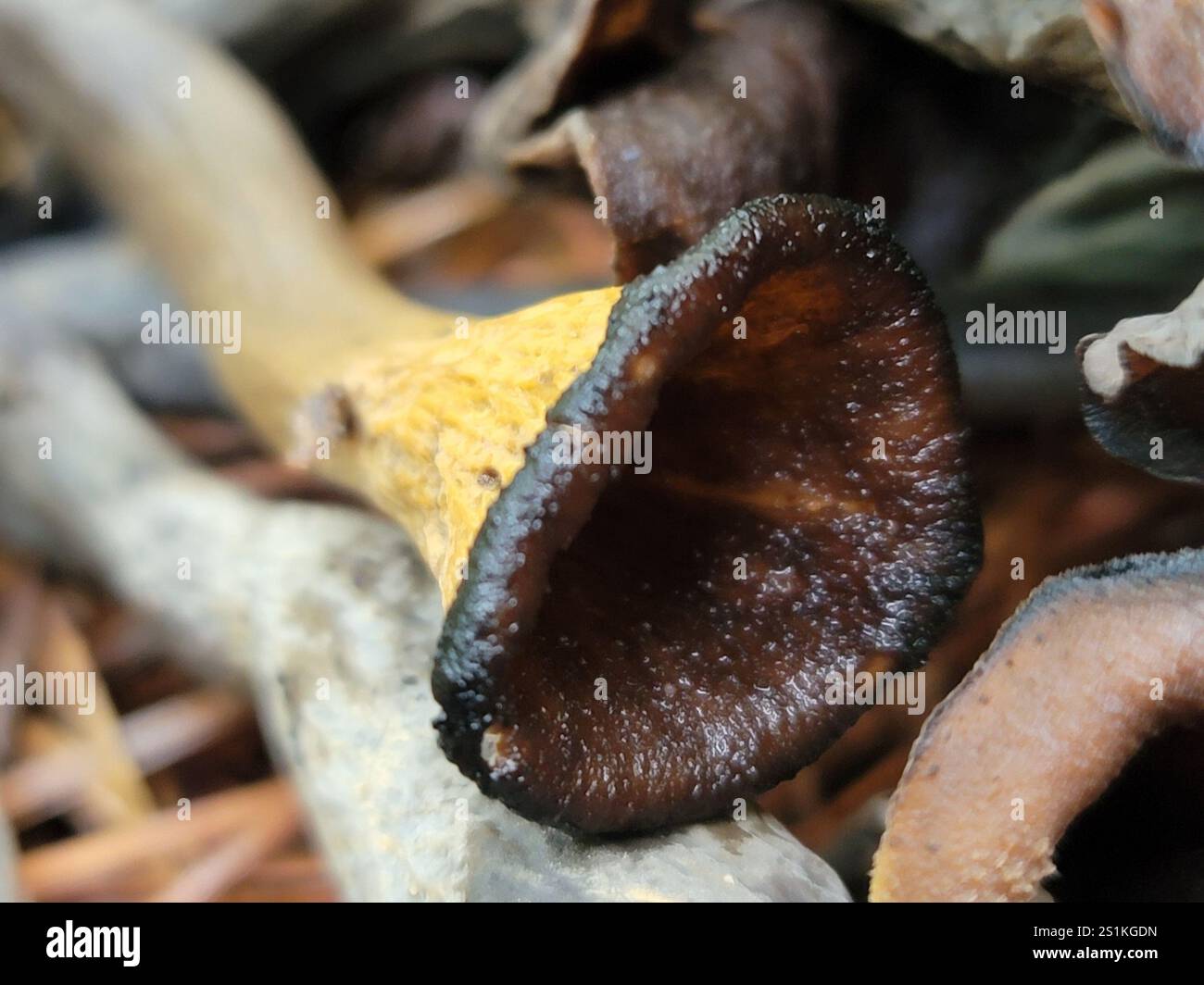 Eastern Black Trumpet (Craterellus fallax Stock Photo - Alamy
