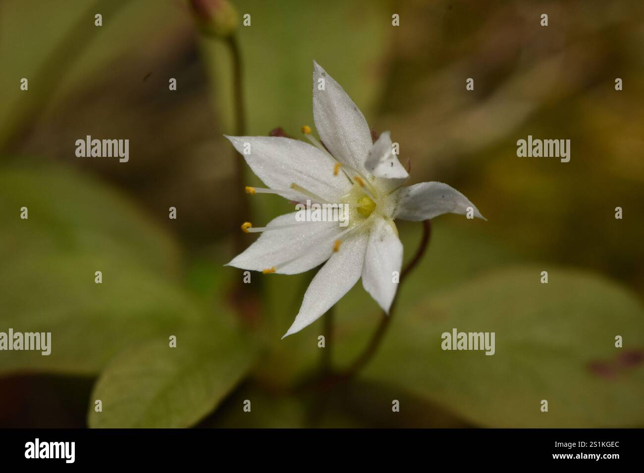 Arctic Starflower (Lysimachia europaea Stock Photo - Alamy