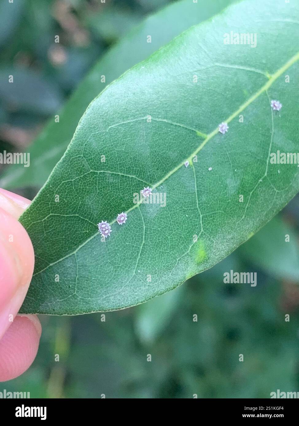 Ceroplastes hi-res stock photography and images - Alamy