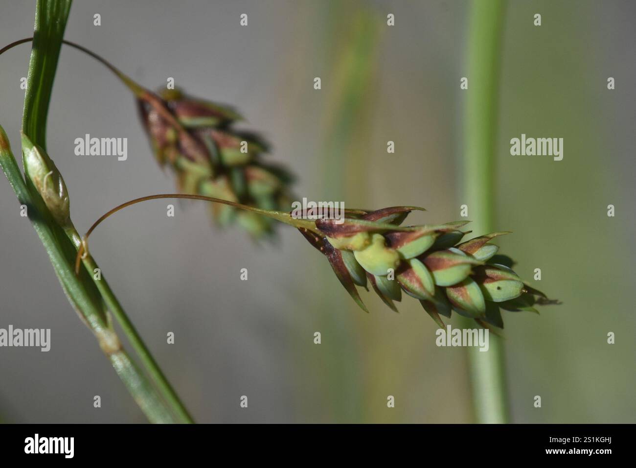 boreal bog sedge (Carex magellanica irrigua Stock Photo - Alamy