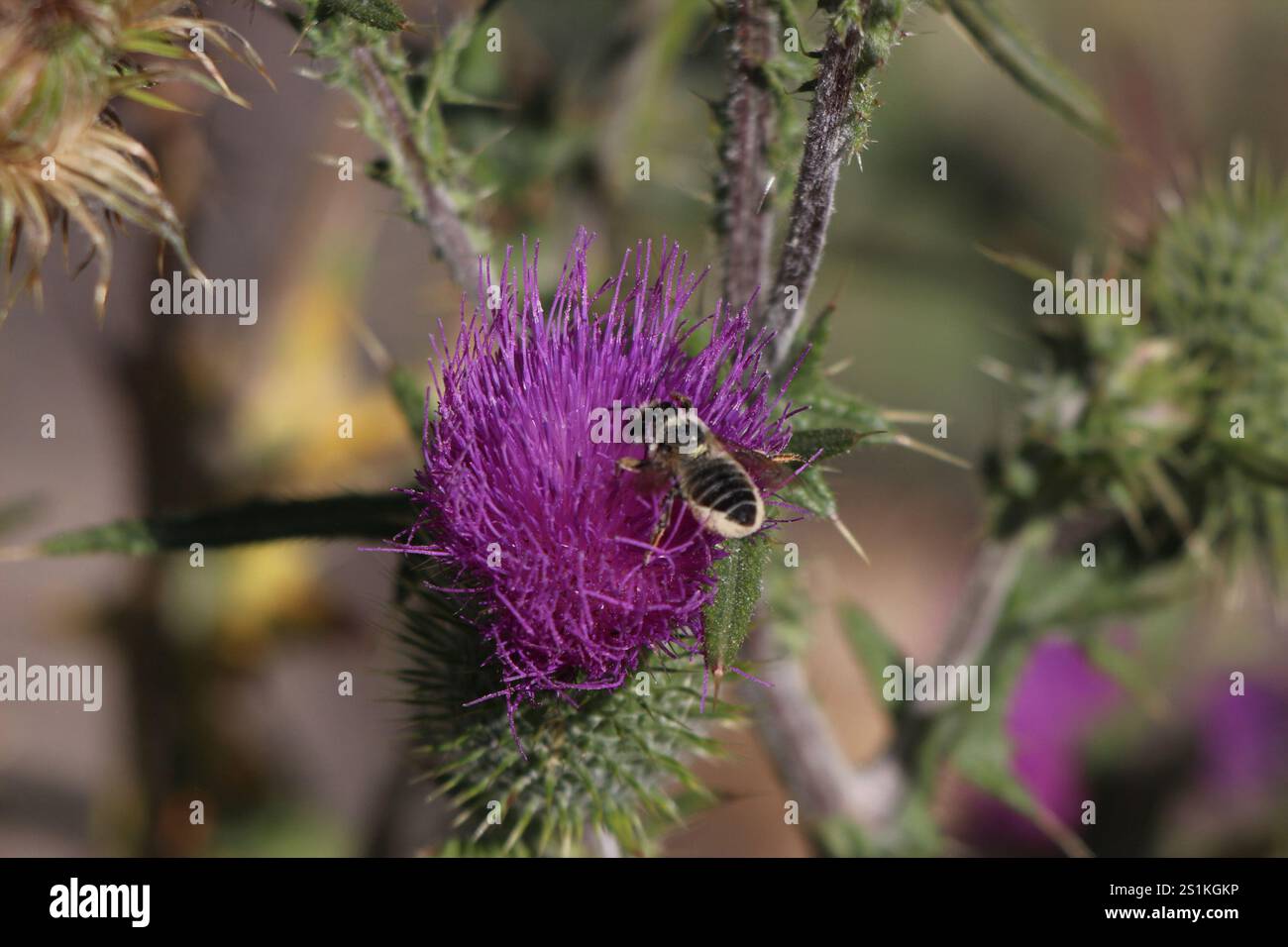 Western Leafcutter Bee (Megachile perihirta Stock Photo - Alamy