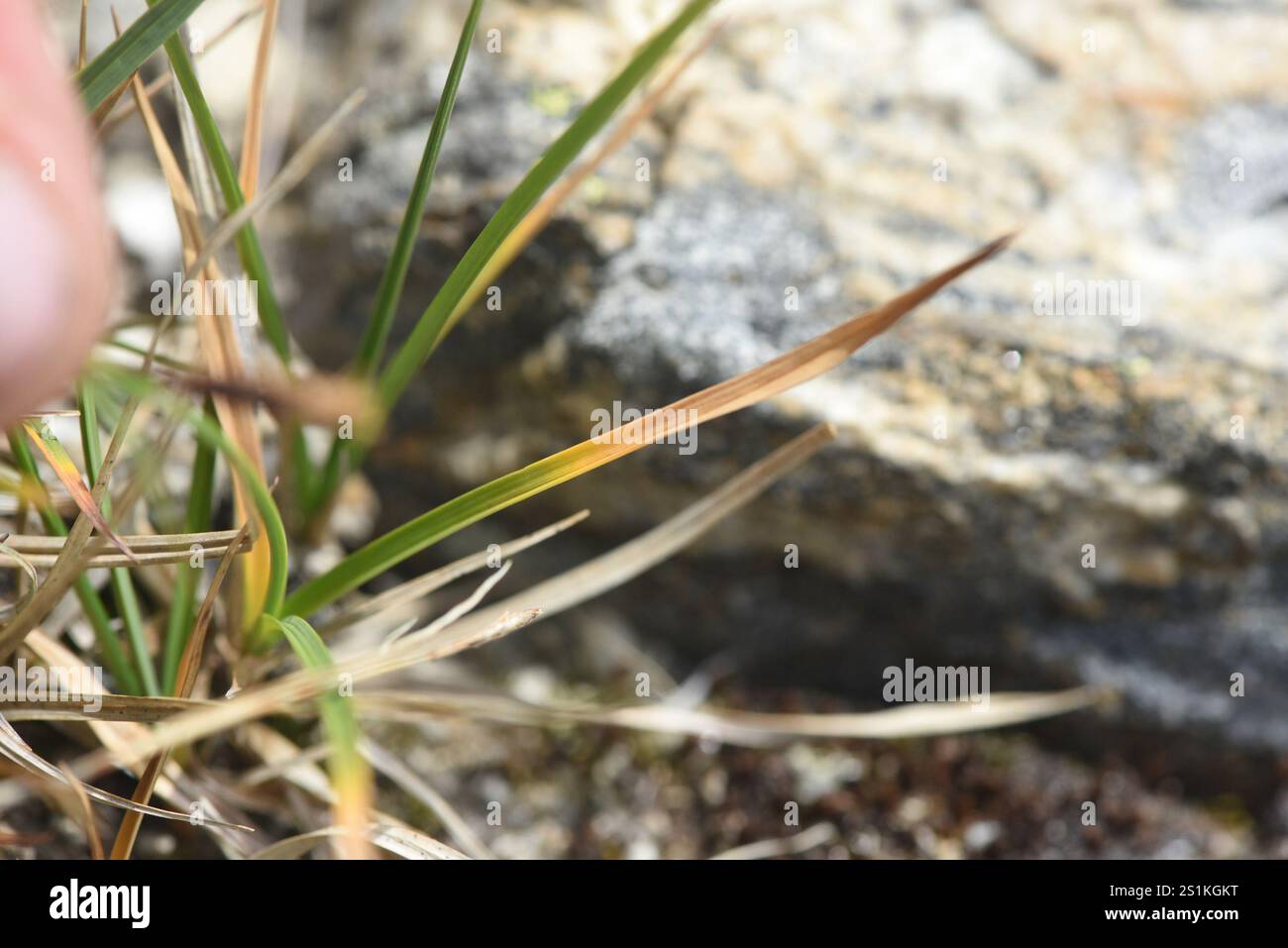 Spiked Woodrush (Luzula spicata Stock Photo - Alamy