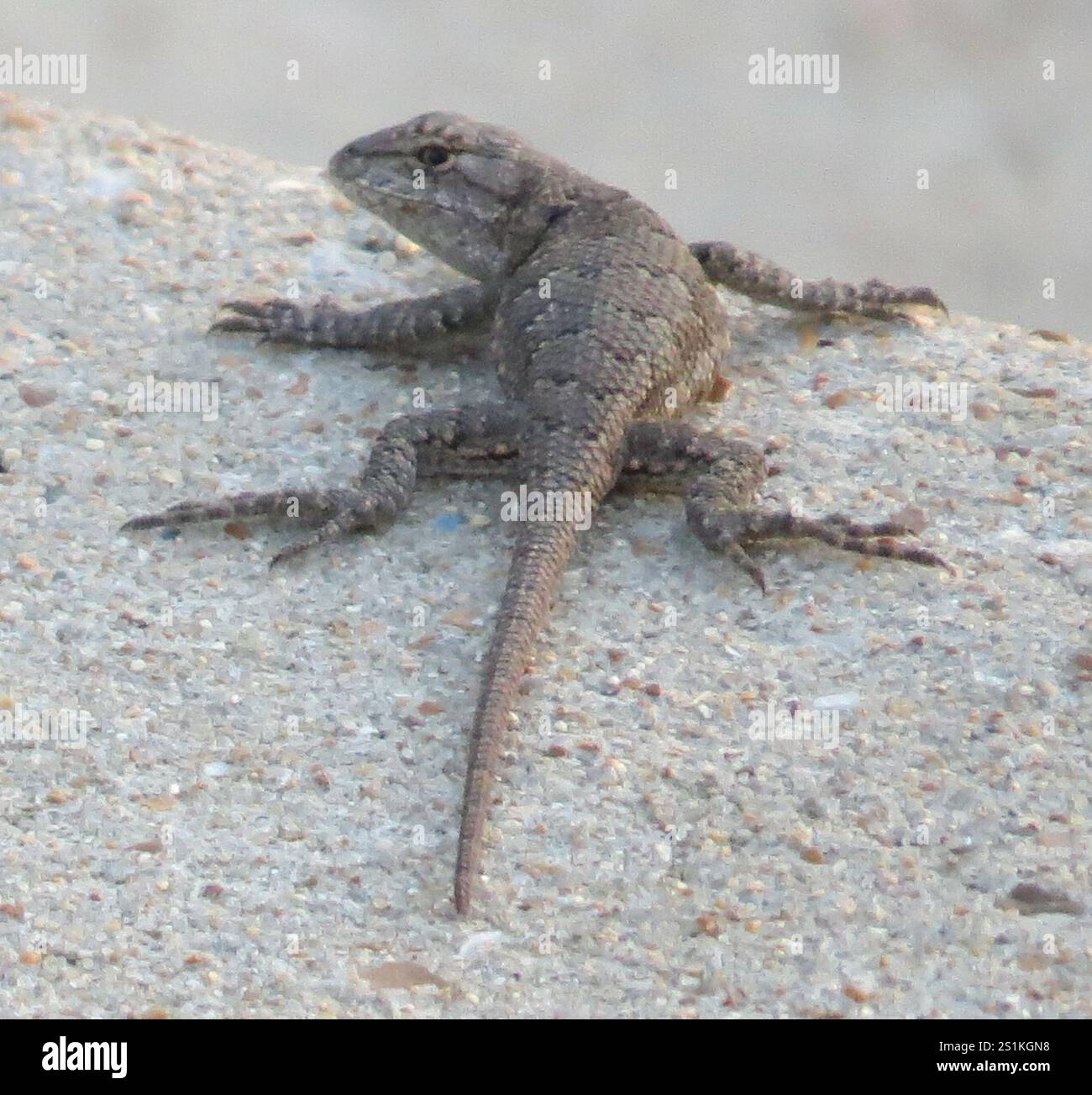 Prairie Lizard (Sceloporus consobrinus Stock Photo - Alamy