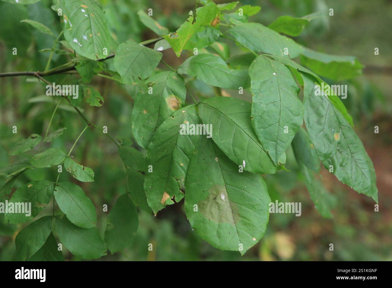 Oregon Ash (Fraxinus latifolia Stock Photo - Alamy