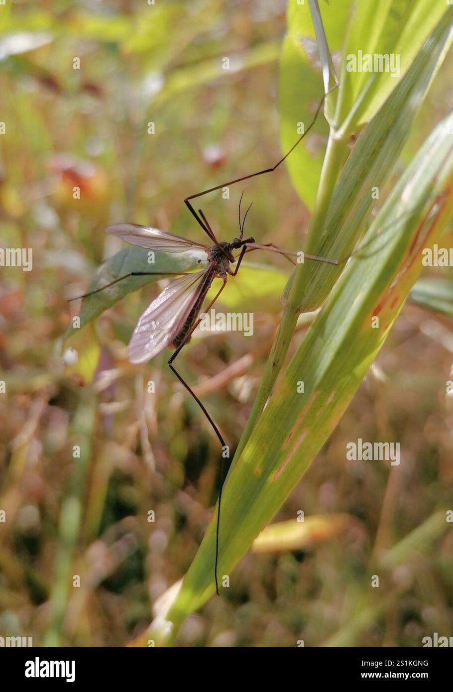 Typical Crane Flies (Tipuloidea Stock Photo - Alamy