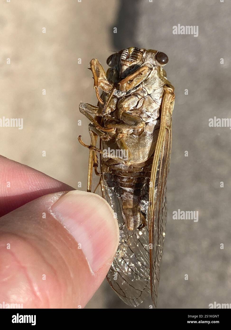Plains Cicada (Megatibicen dealbatus Stock Photo - Alamy