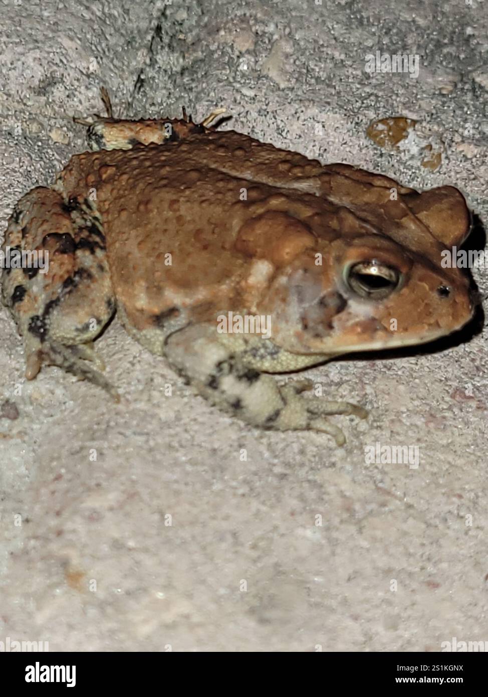 Southern Toad (Anaxyrus terrestris Stock Photo - Alamy