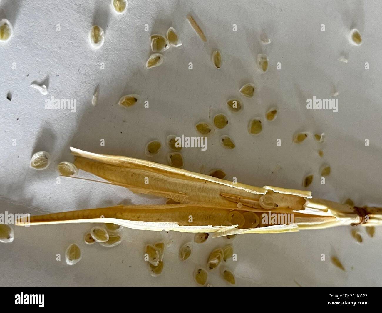 green-band mariposa lily (Calochortus macrocarpus macrocarpus Stock ...