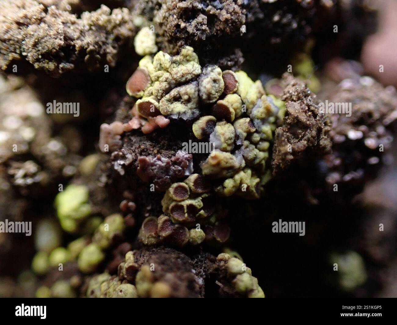 Soil Paint Lichen (Acarospora schleicheri Stock Photo - Alamy