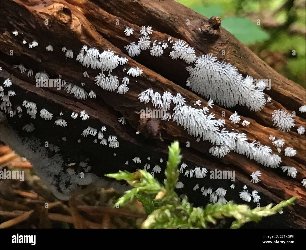 Common Coral Slime (Ceratiomyxa fruticulosa Stock Photo - Alamy