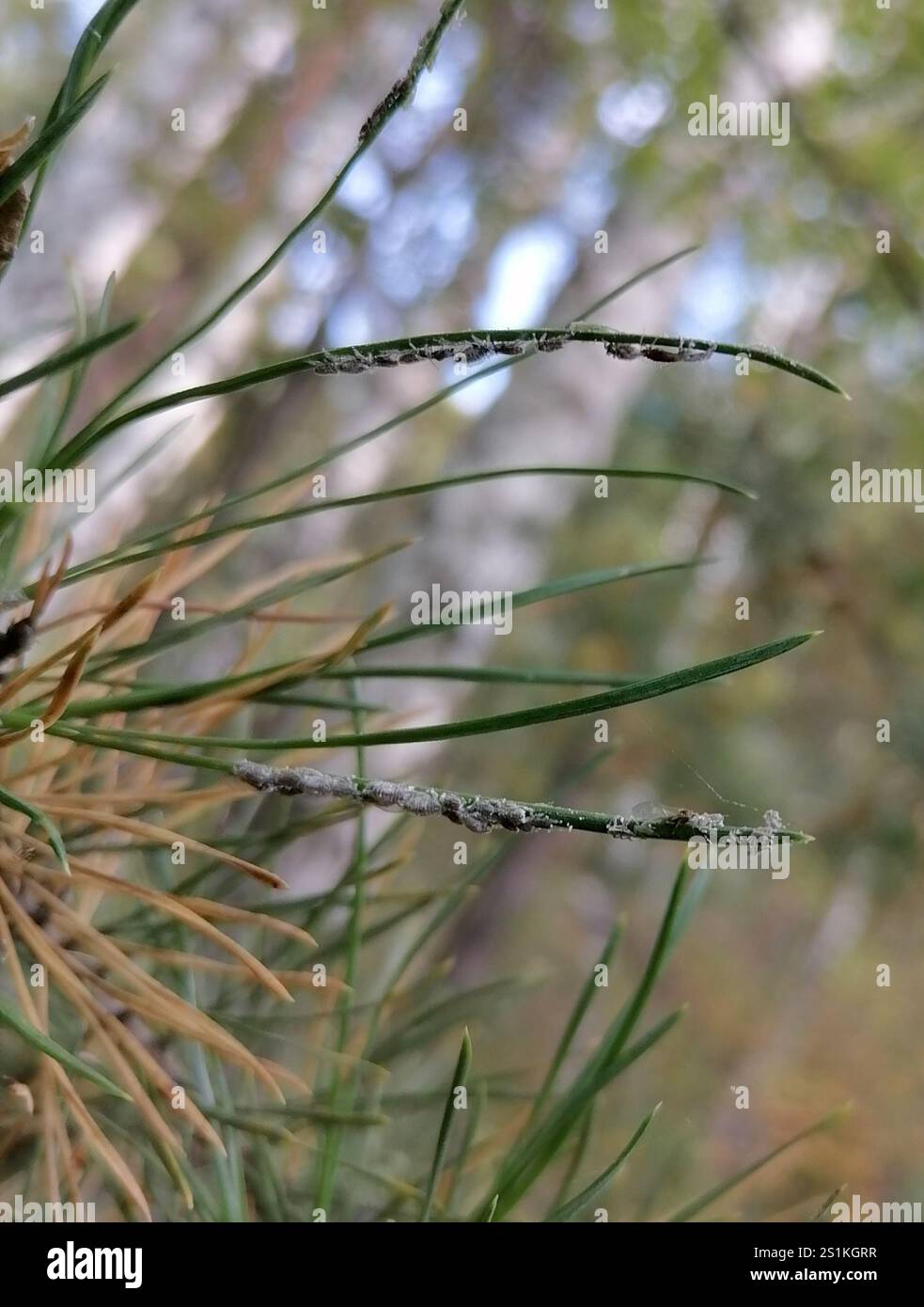 Giant Conifer Aphids (Cinara Stock Photo - Alamy