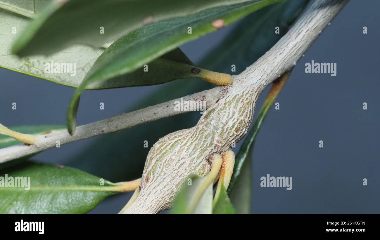 Southern Live Oak Stem Gall Wasp (Callirhytis quercusbatatoides Stock ...