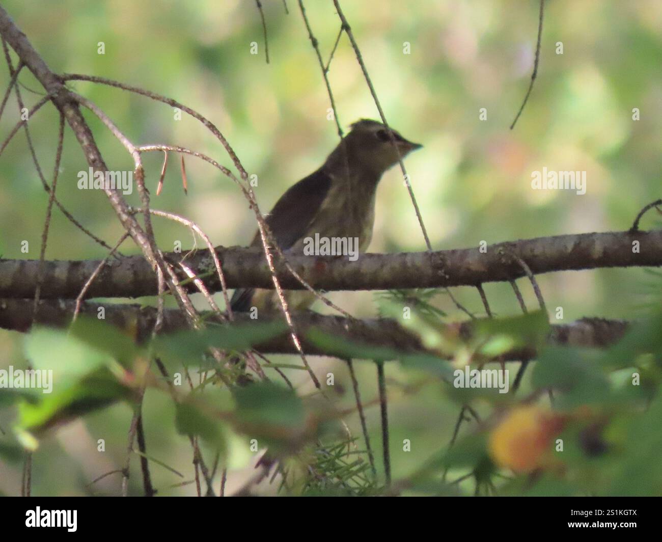 Cedar Waxwing (Bombycilla cedrorum Stock Photo - Alamy