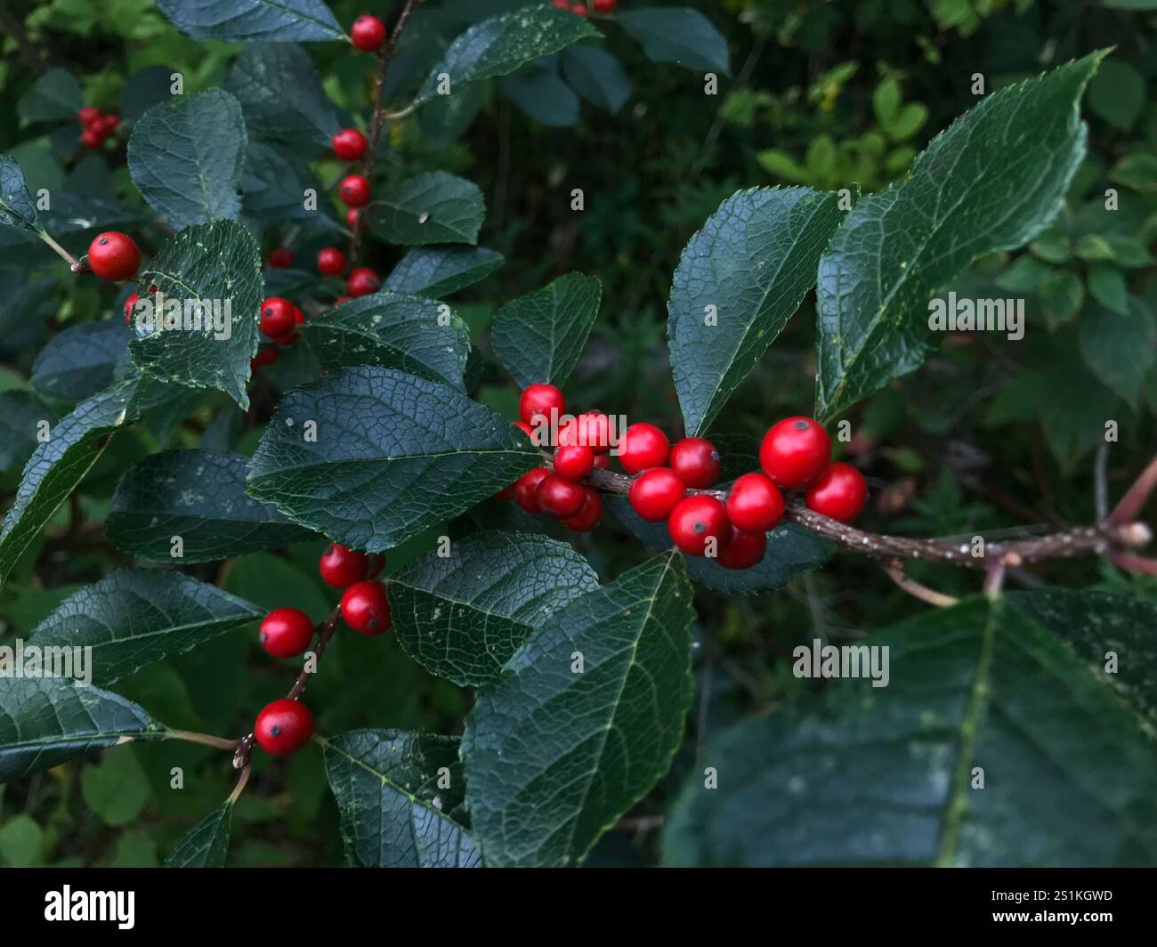 winterberry holly (Ilex verticillata Stock Photo - Alamy