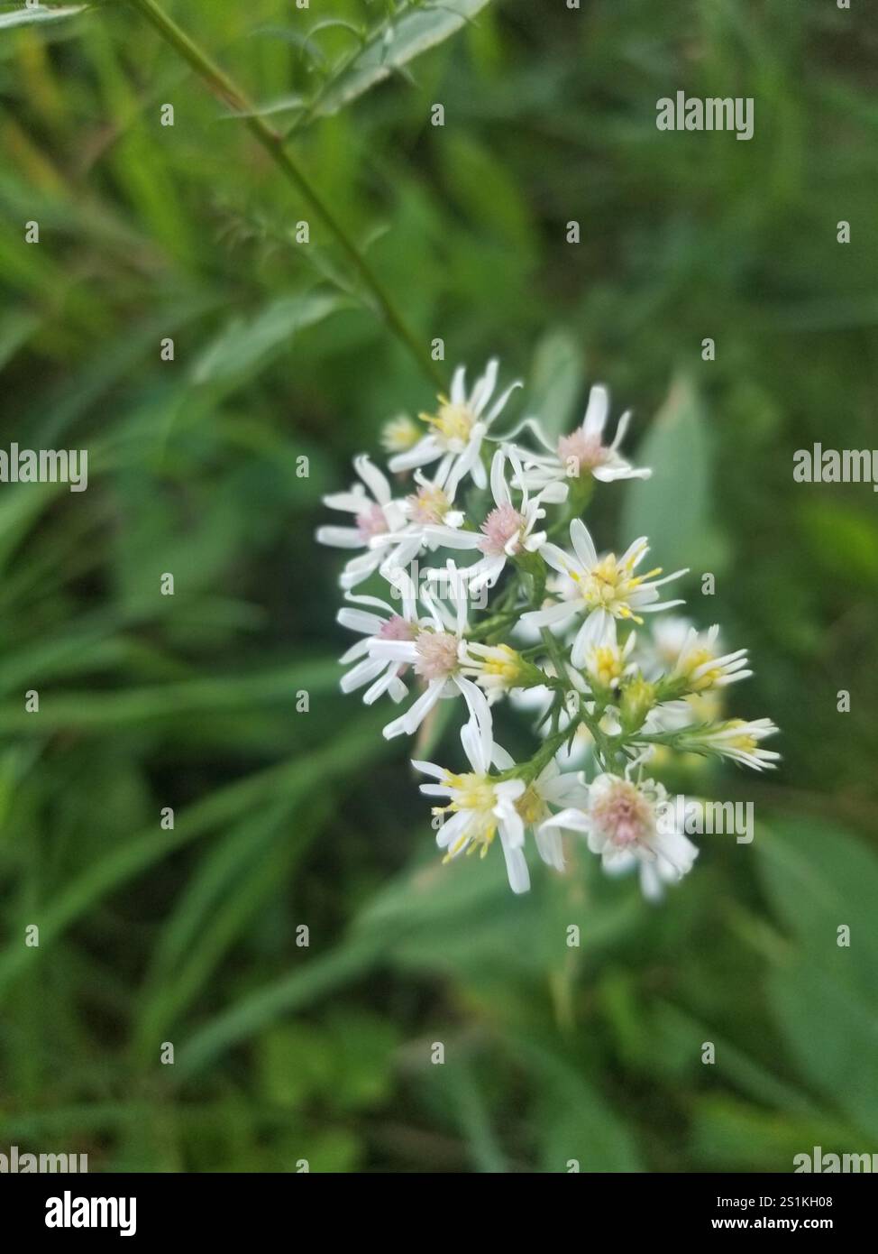 Arrow-leaved Aster (Symphyotrichum urophyllum Stock Photo - Alamy