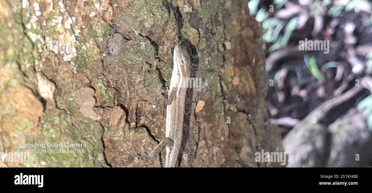 Grass Anole (Anolis auratus Stock Photo - Alamy