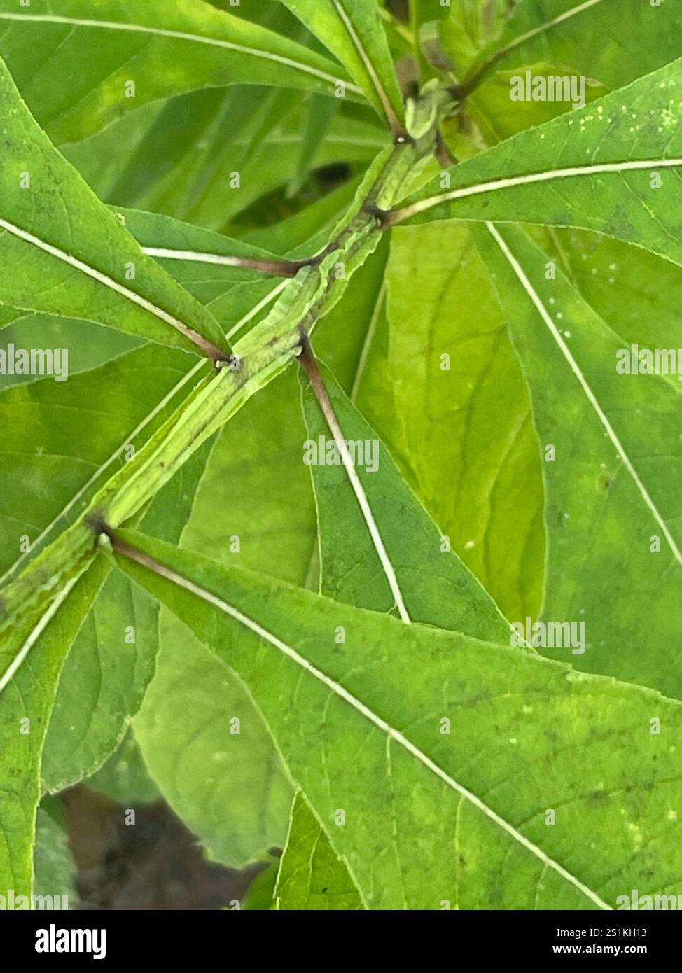 Wingstem (Verbesina alternifolia Stock Photo - Alamy
