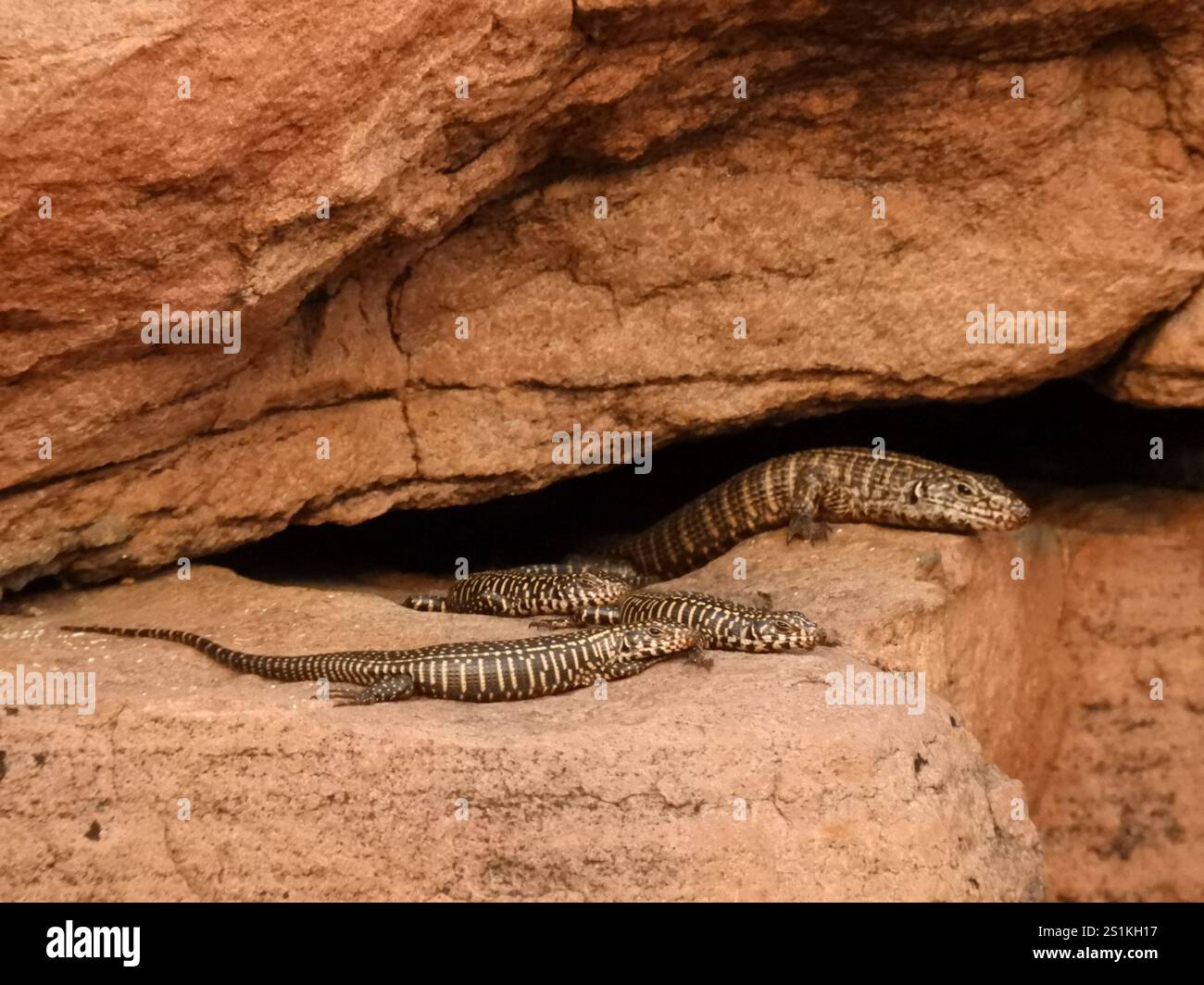 Common Giant Plated Lizard (Matobosaurus validus Stock Photo - Alamy
