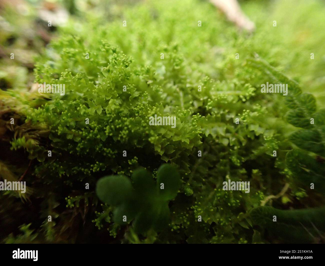 Tumid Notchwort (Lophozia ventricosa Stock Photo - Alamy