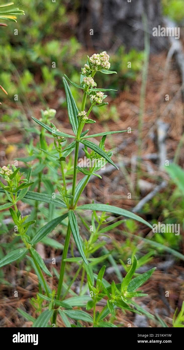 Northern Bedstraw (Galium boreale Stock Photo - Alamy