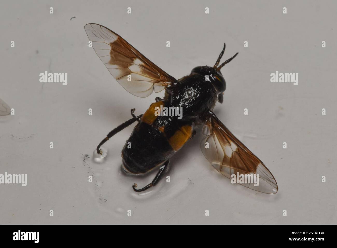 Bothersome hi-res stock photography and images - Alamy