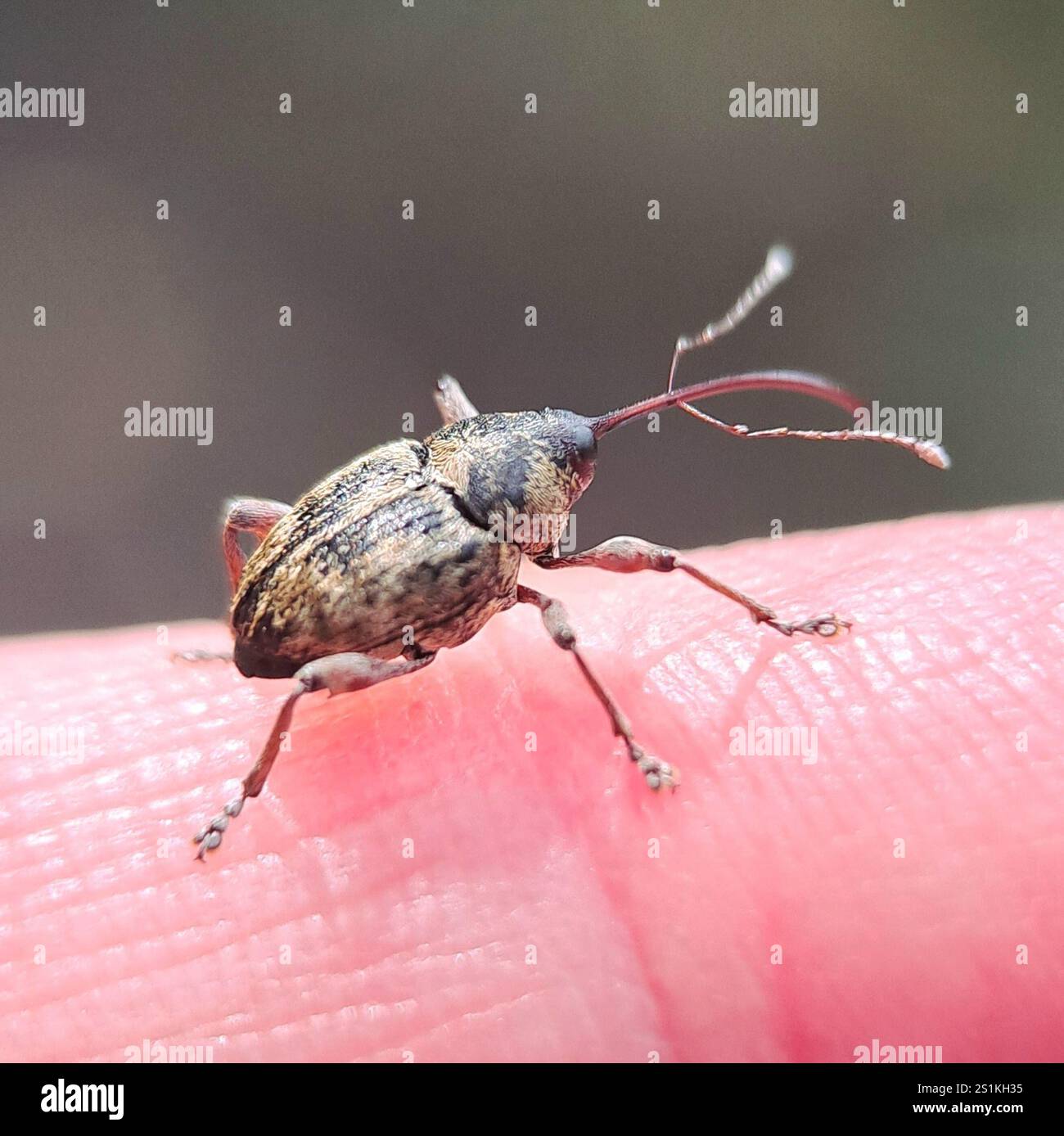 Nut Weevil (Curculio nucum Stock Photo - Alamy