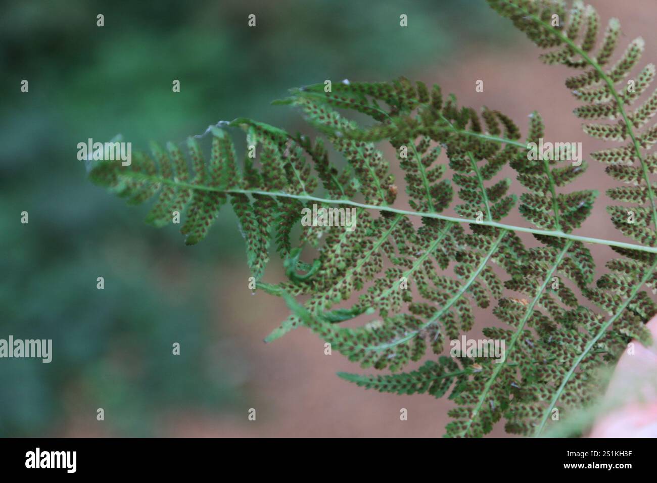 lady fern (Athyrium filix-femina Stock Photo - Alamy