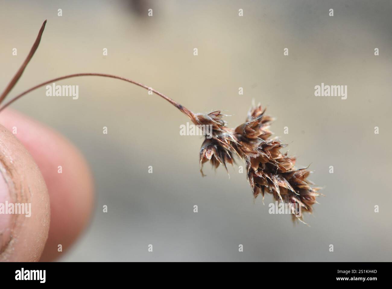 Spiked Woodrush (Luzula spicata Stock Photo - Alamy