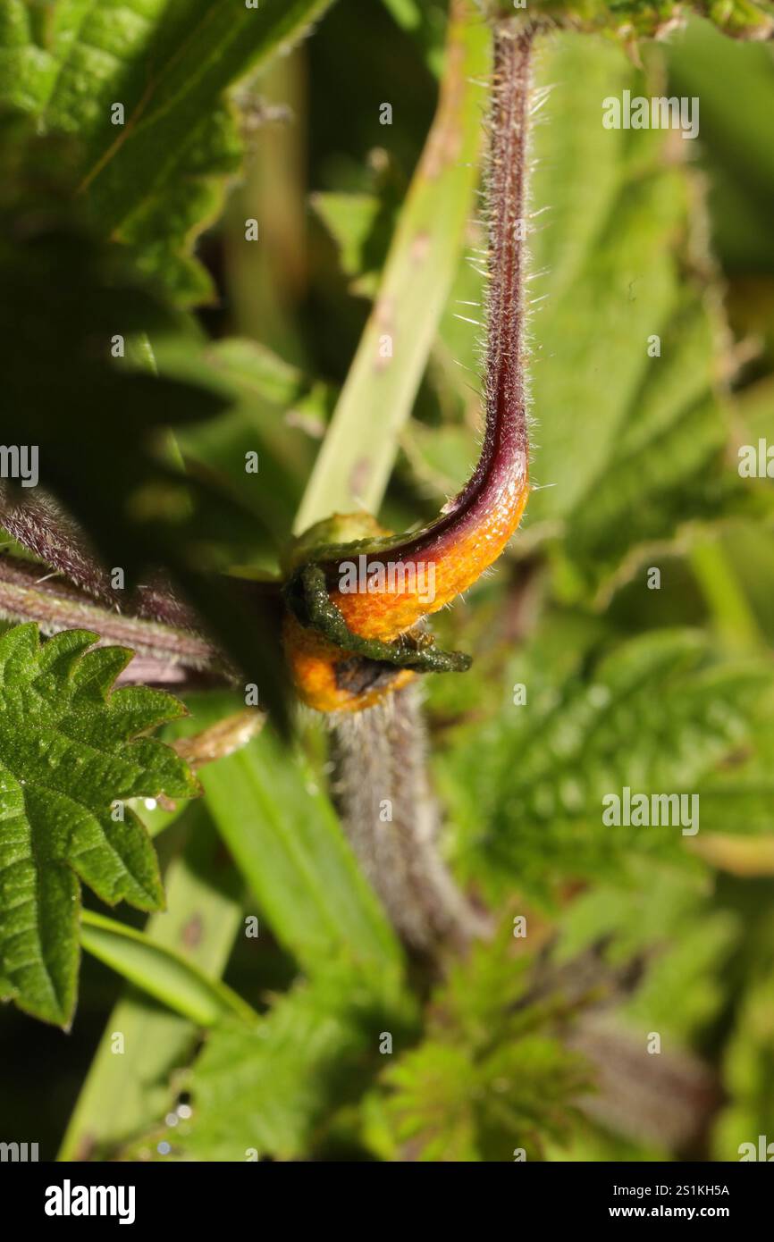 Nettle Clustercup Rust fungus (Puccinia urticata Stock Photo - Alamy