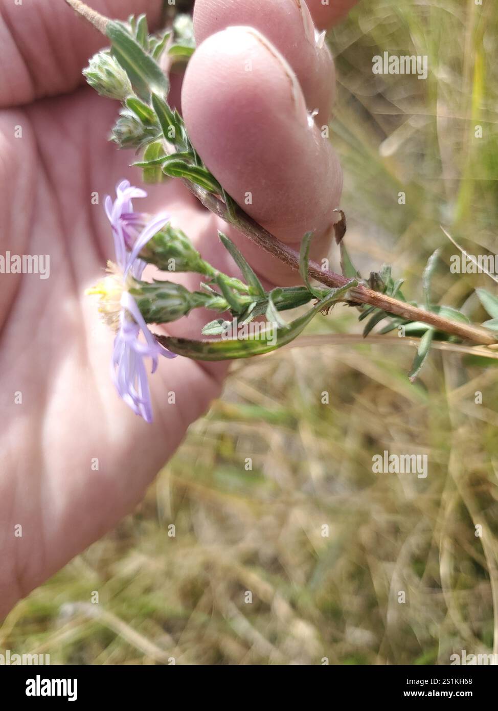 western aster (Symphyotrichum ascendens Stock Photo - Alamy