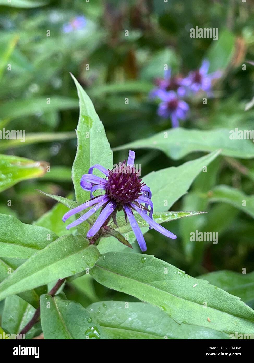 Great Northern Aster (Canadanthus modestus Stock Photo - Alamy