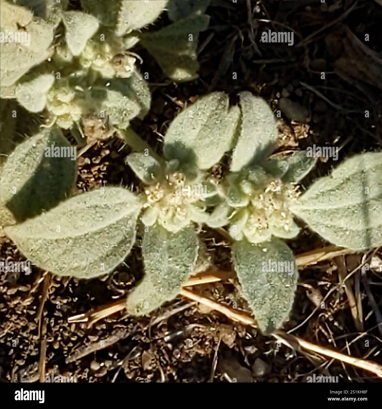 turkey mullein (Croton setiger Stock Photo - Alamy