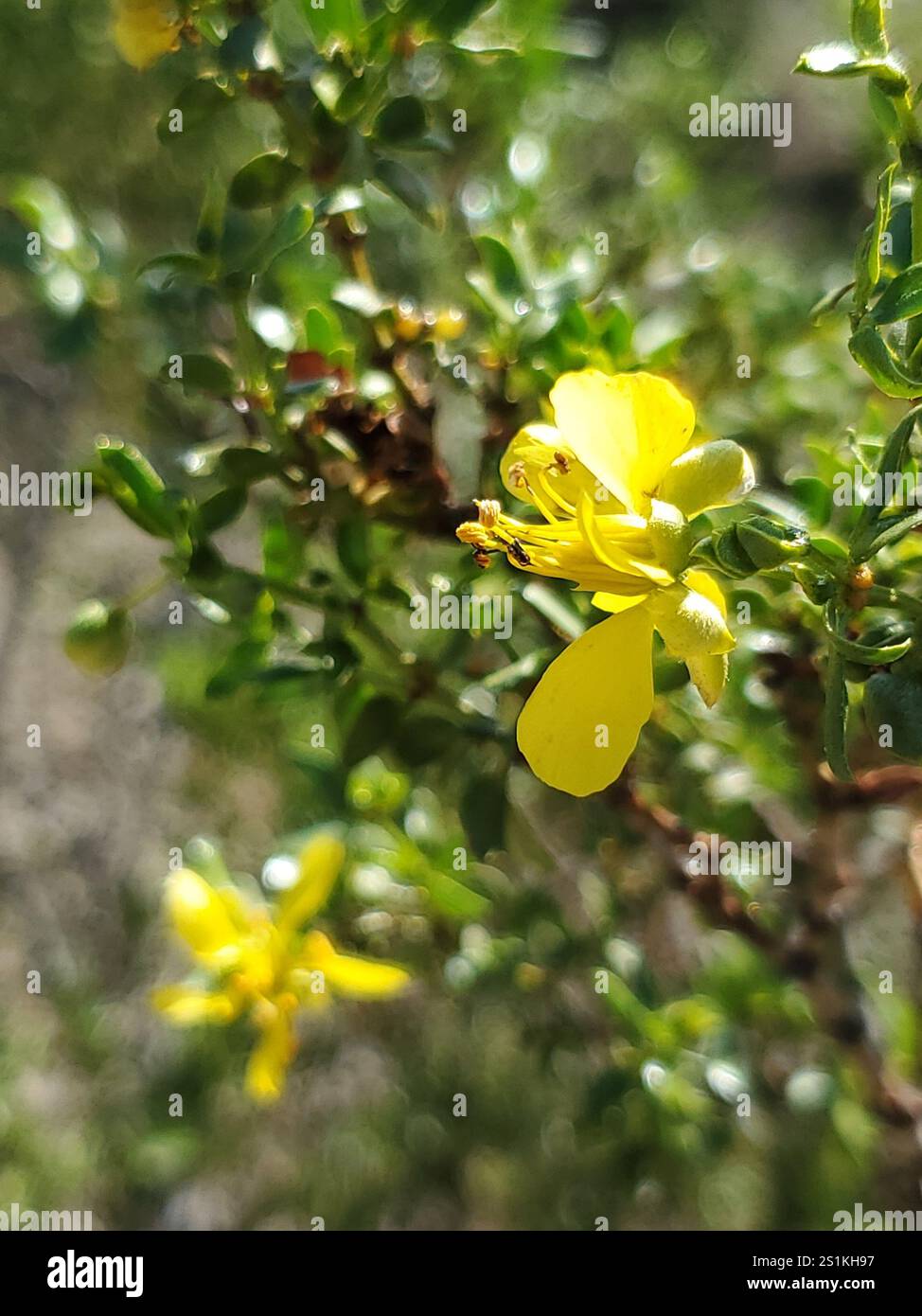 Creosote Bush (Larrea tridentata Stock Photo - Alamy
