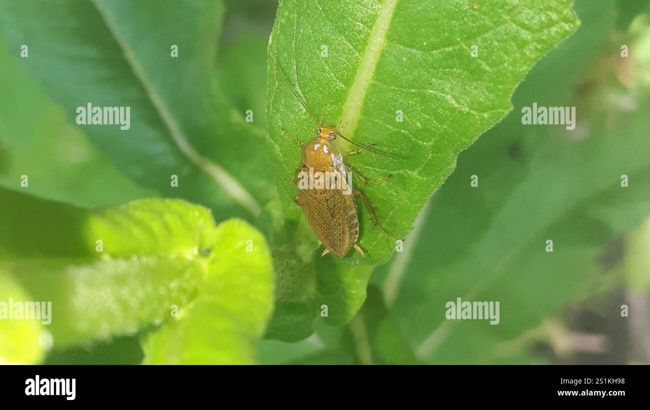 Amber Wood Cockroach (Ectobius vittiventris Stock Photo - Alamy