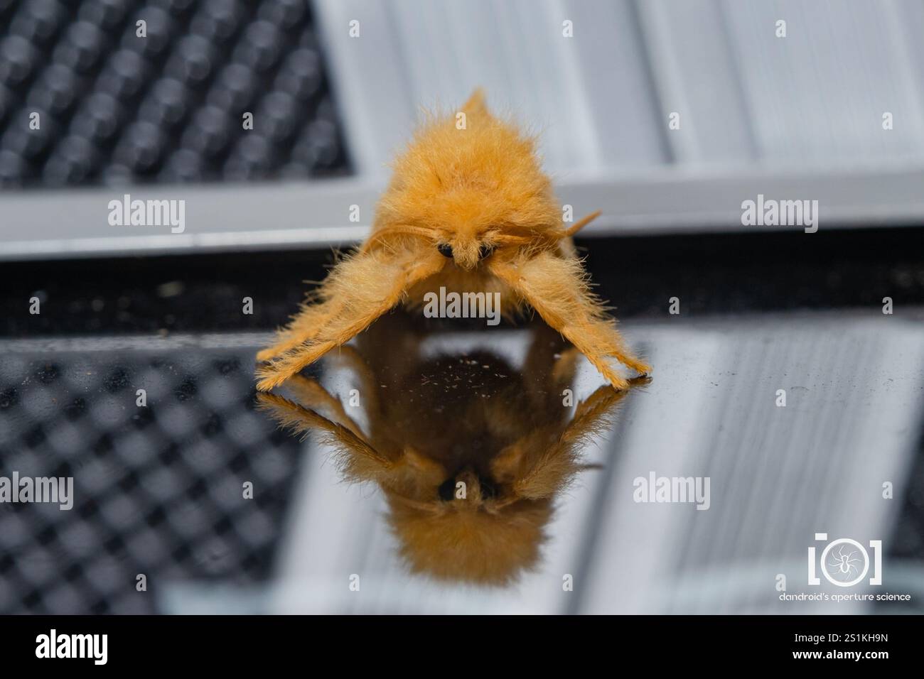 Yellow Flannel Moth (Megalopyge pyxidifera Stock Photo - Alamy