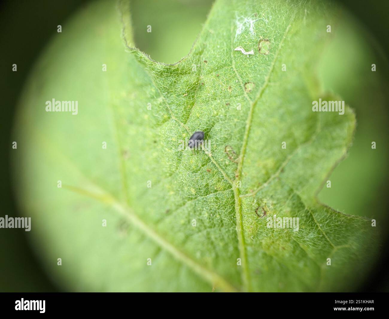 Eggplant Flea Beetle (Epitrix fuscula Stock Photo - Alamy