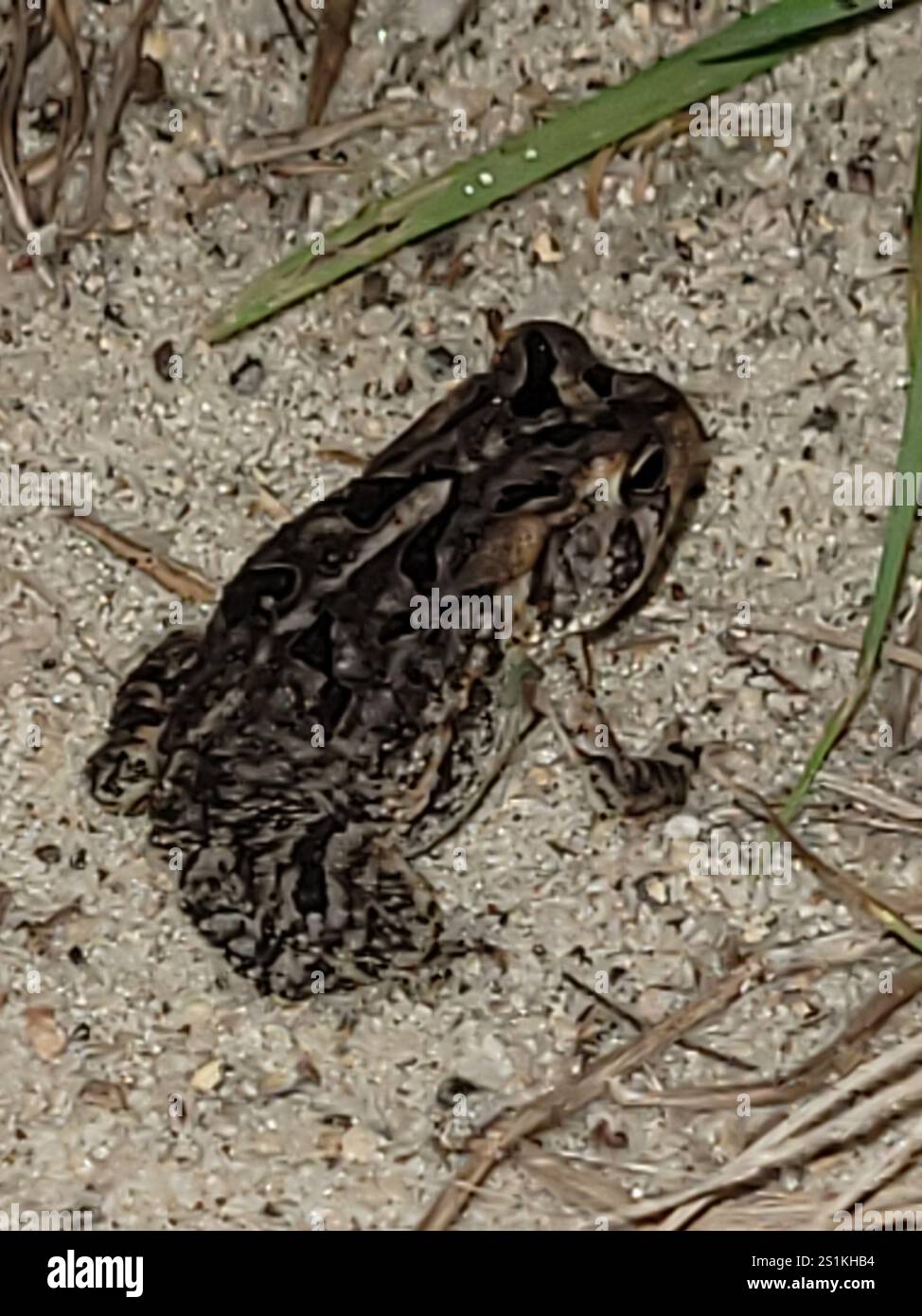 Southern Toad (Anaxyrus terrestris Stock Photo - Alamy