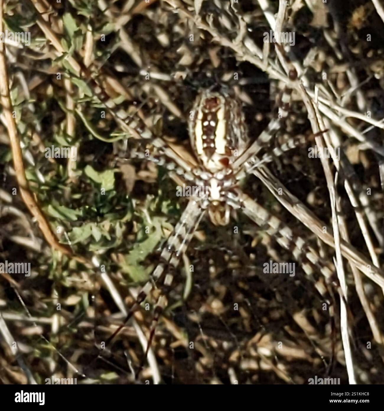 Banded Garden Spider (Argiope trifasciata Stock Photo - Alamy