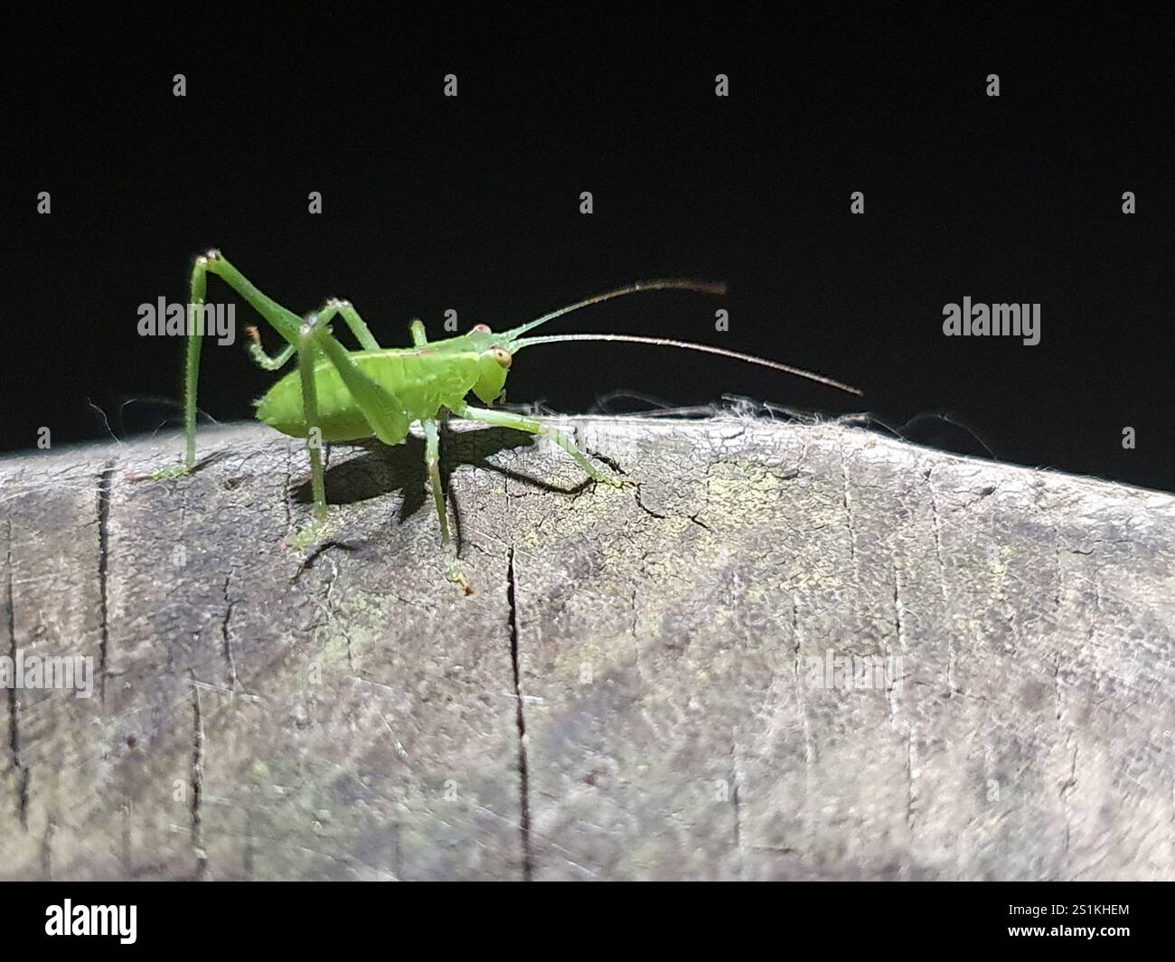 Australian Common Garden Katydid (Caedicia simplex Stock Photo - Alamy