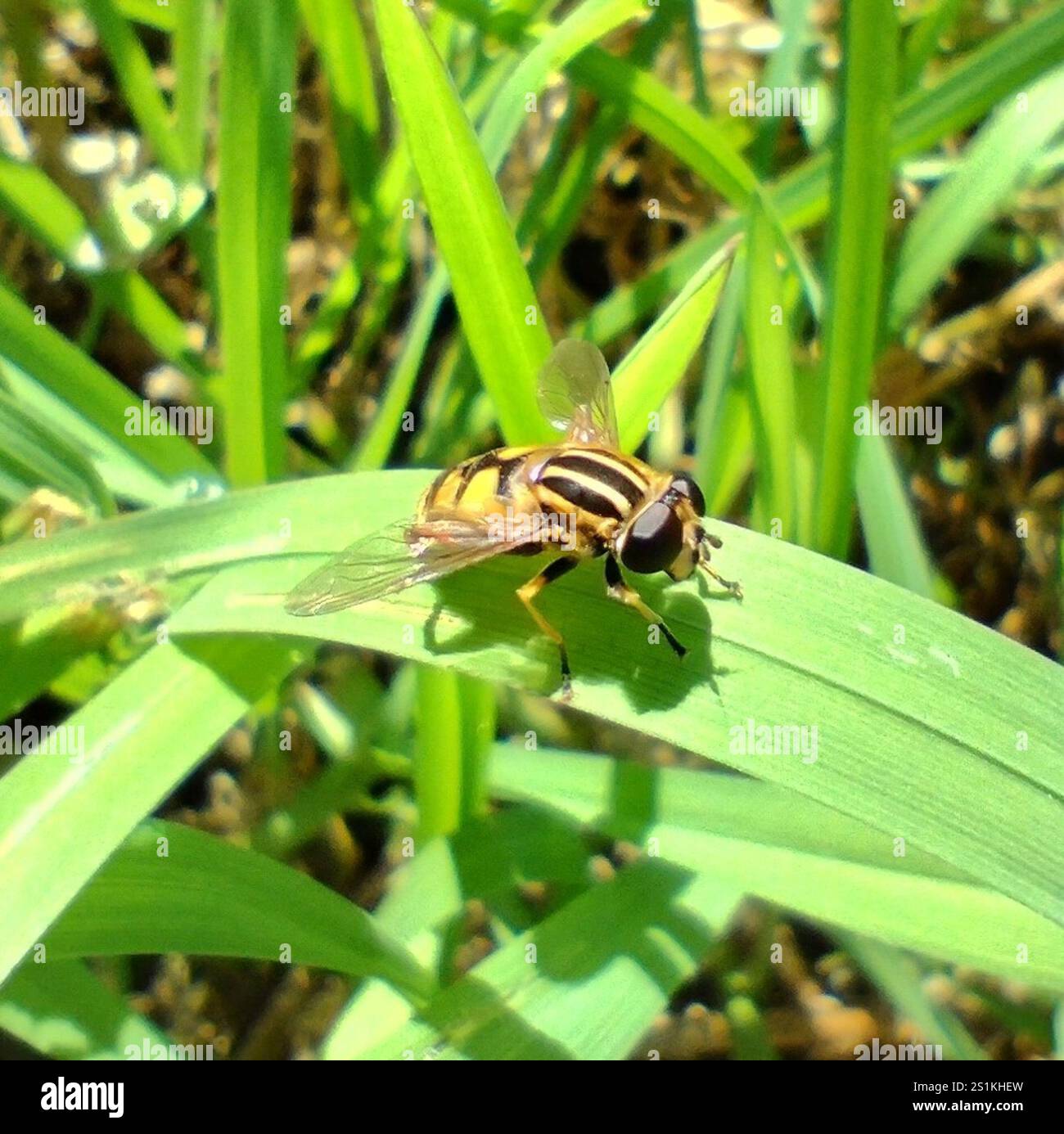 Sun Fly (Helophilus pendulus Stock Photo - Alamy